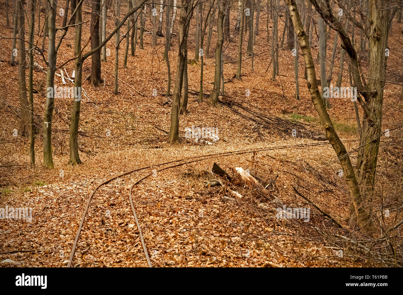 The narrow-gauge train at Mahóca in the Bükk National Park, Hungary ...
