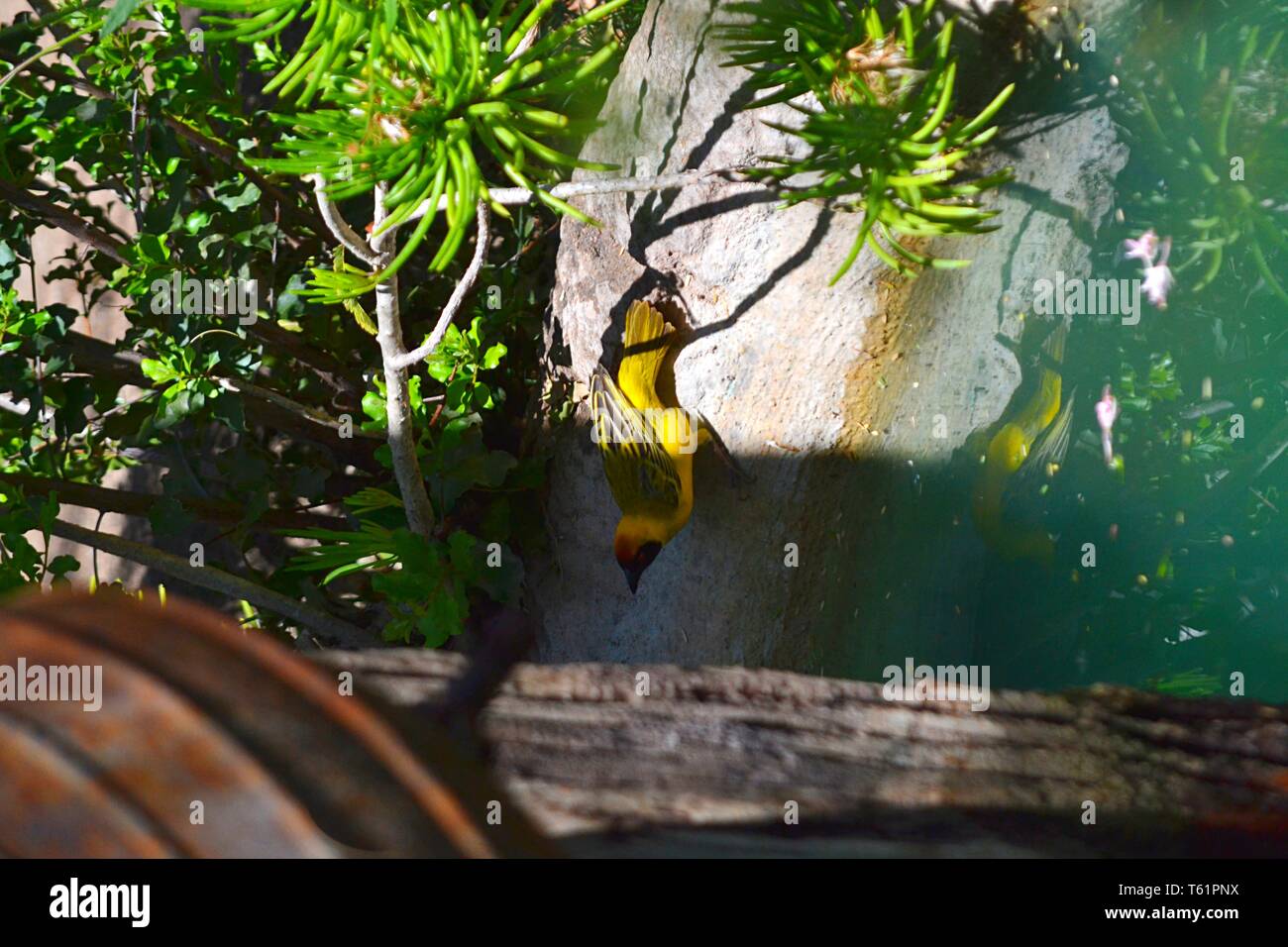 All Things Nature and Wildlife. Proudly Captured by Graaff Photography ...