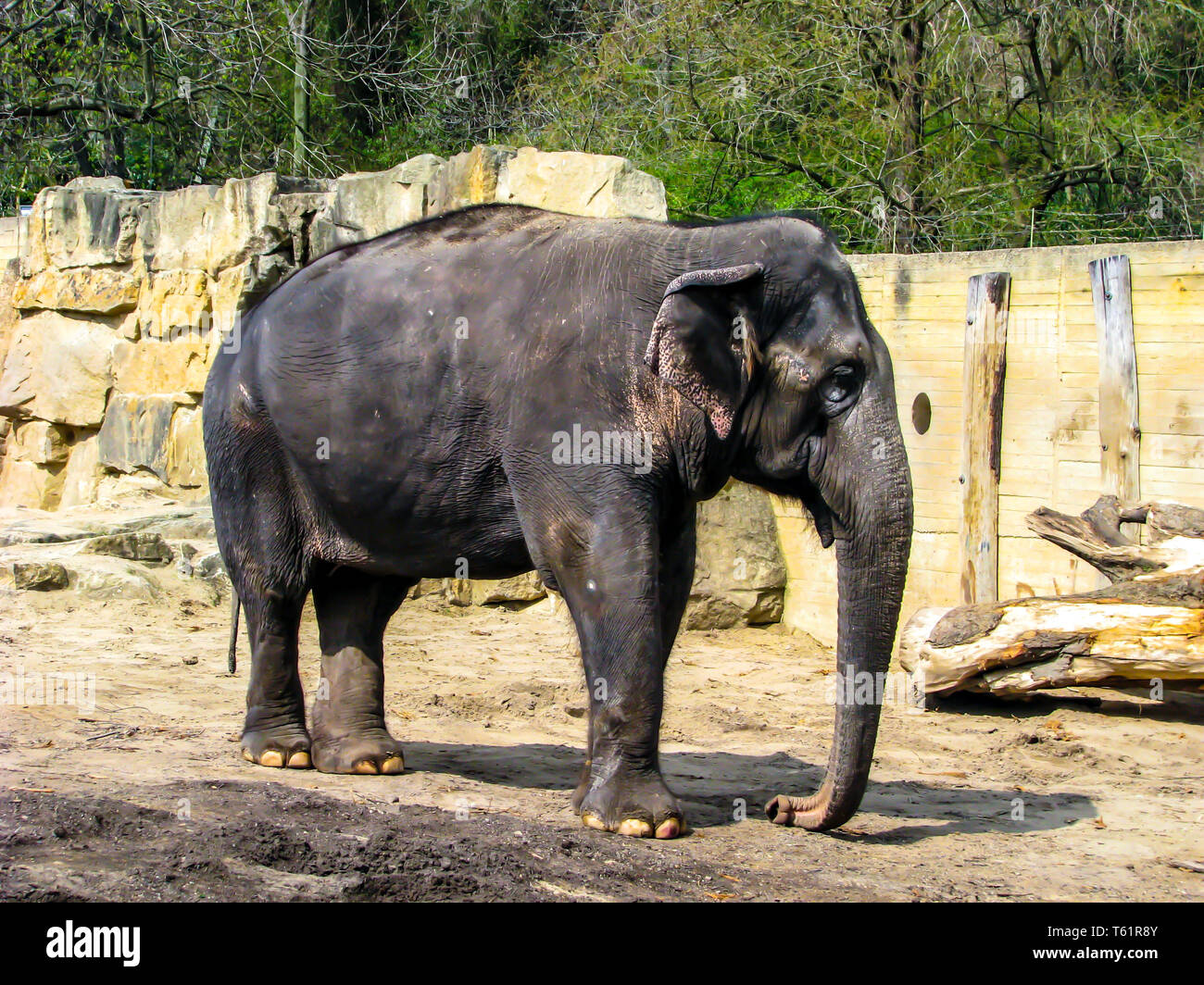 Whole elephant hi-res stock photography and images - Alamy