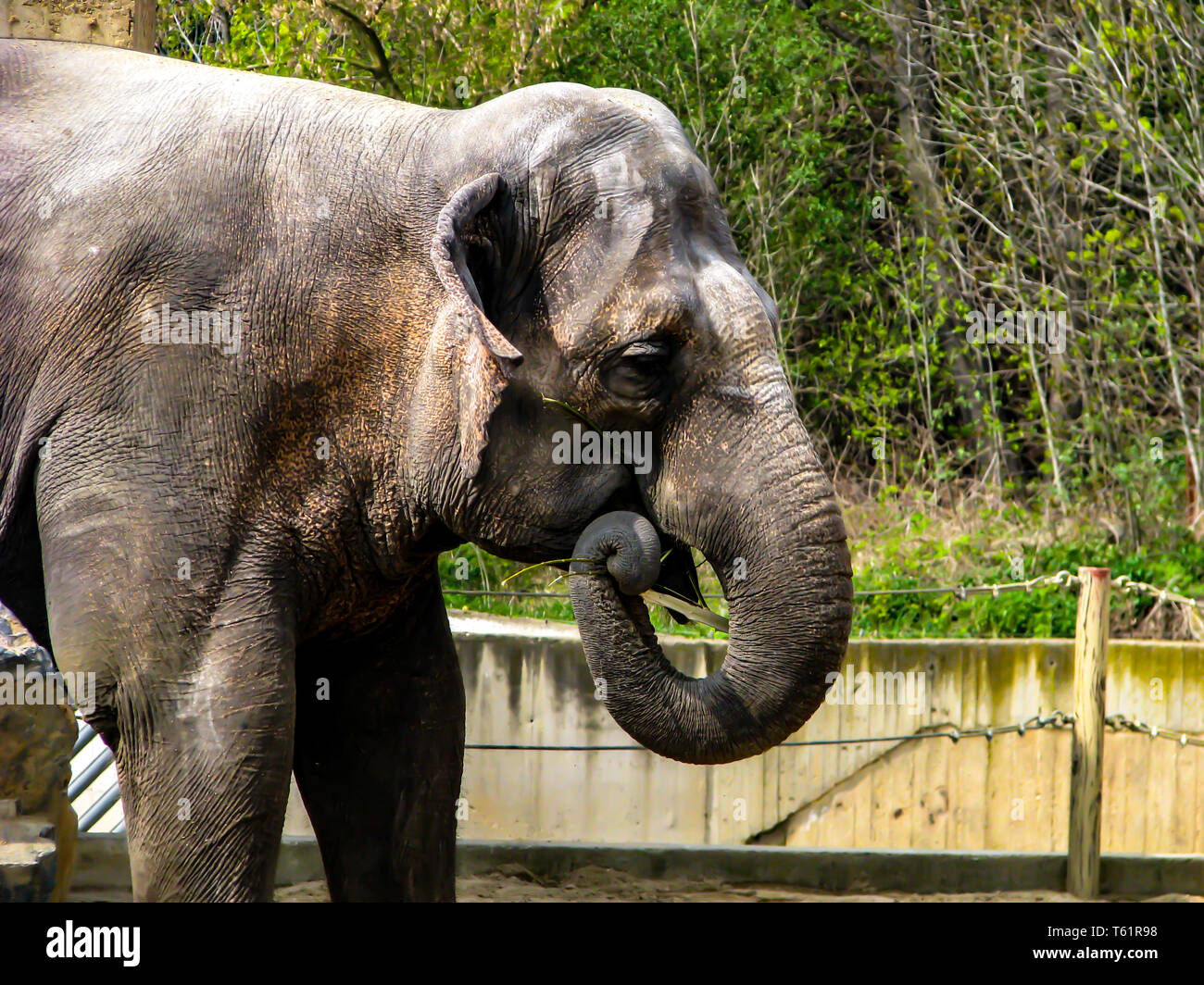 African elephant mouth open hi-res stock photography and images - Alamy