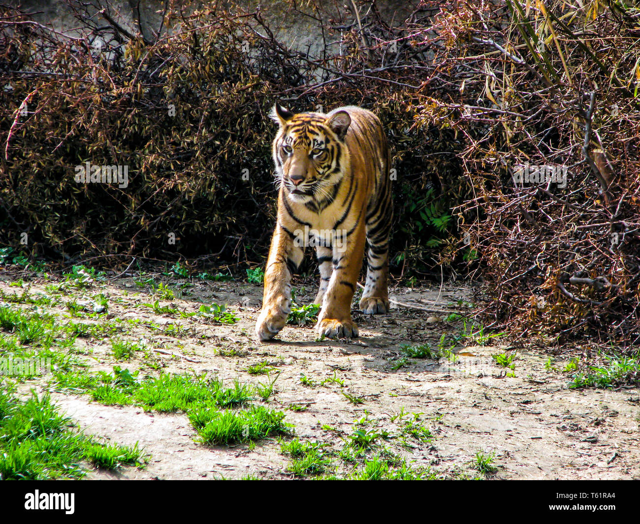 Whole tiger hi-res stock photography and images - Alamy