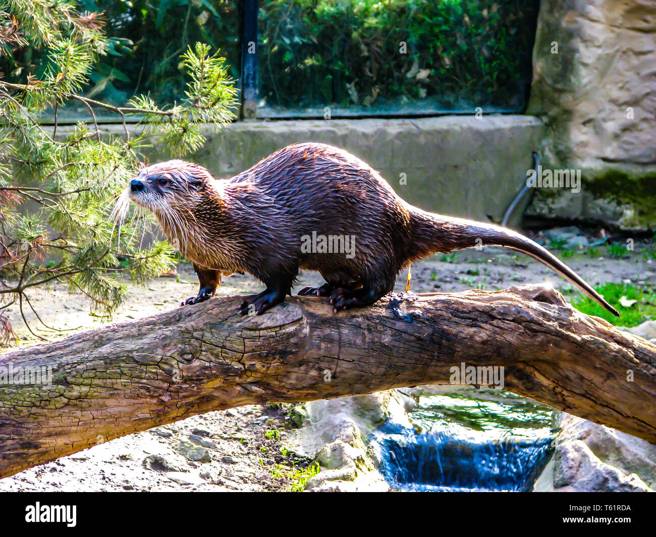Beautiful otter hi-res stock photography and images - Alamy