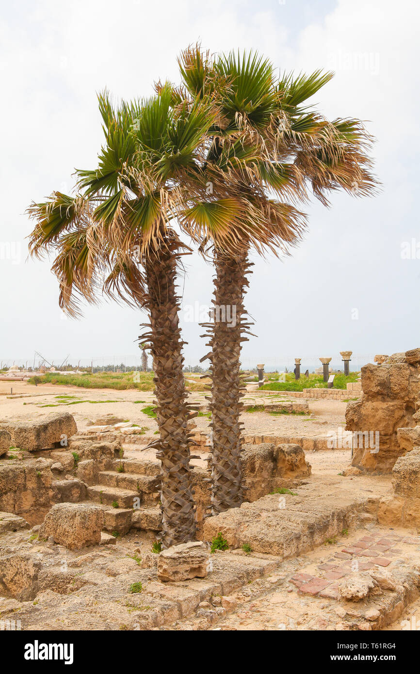 Palm trees and ruins of the ancient Roman city Caesarea at the ...