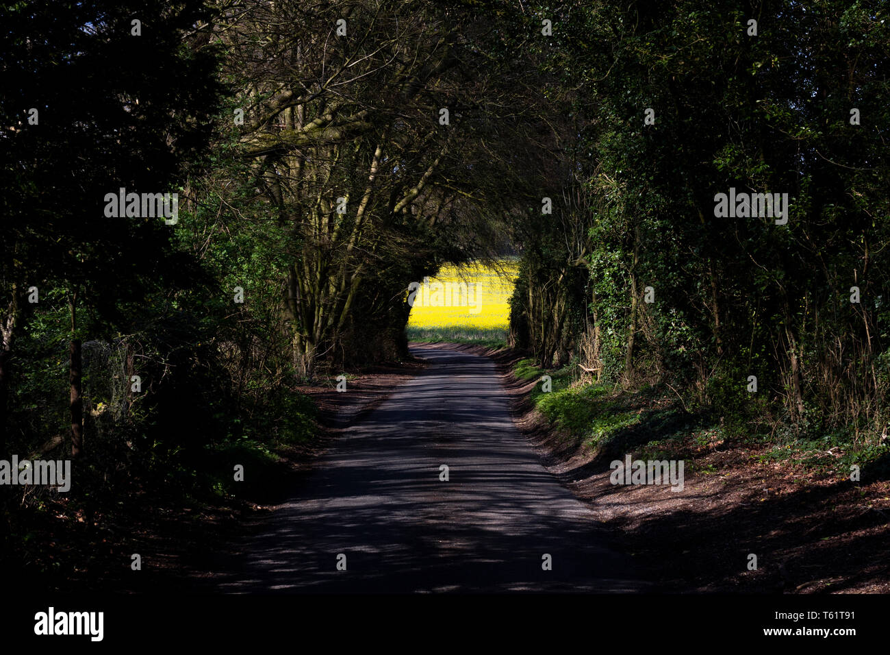 Shaded roadway hi-res stock photography and images - Alamy