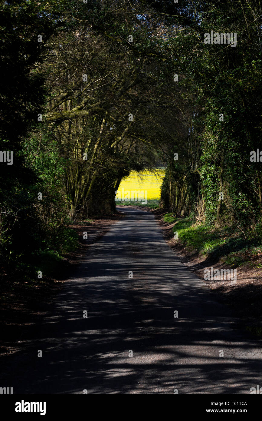 Shaded tree lined single track country lane in rural Hampshire Stock ...
