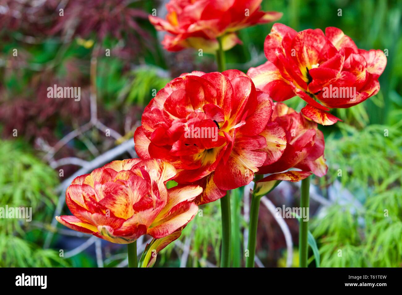 Gorgeous double tulip hi-res stock photography and images - Alamy
