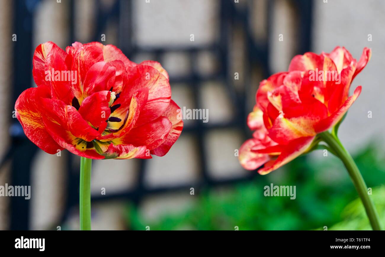 Gorgeous double tulip hi-res stock photography and images - Alamy