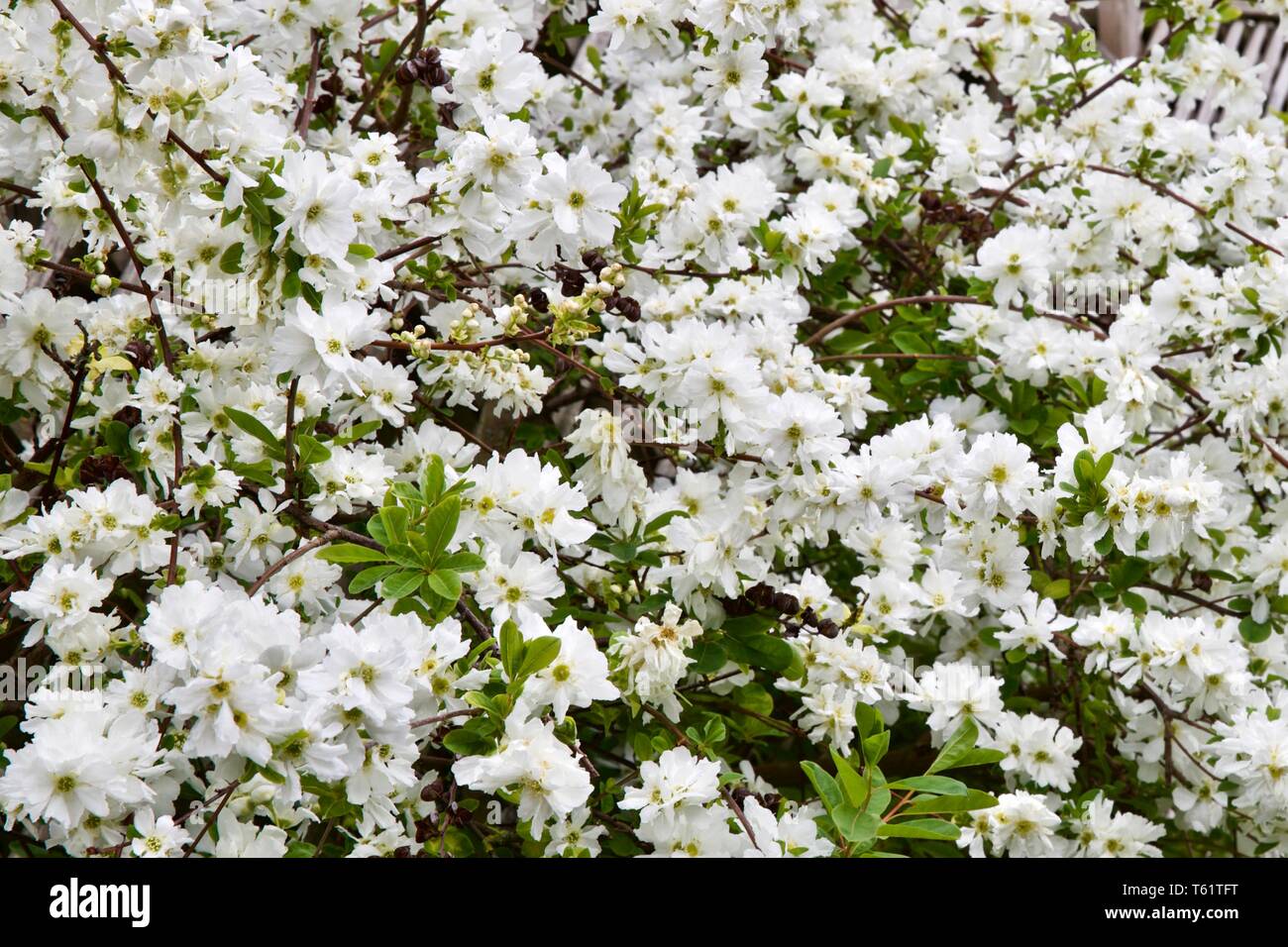Exochorda x macrantha 'The Bride' pearl bush Stock Photo - Alamy