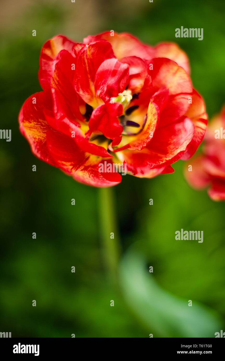 Gorgeous double tulip hi-res stock photography and images - Alamy