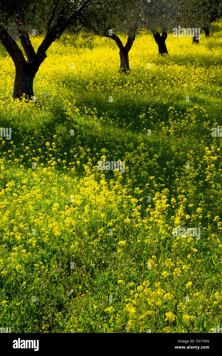 A vivid carpet of yellow flowers (related to wild rape and charlock ...