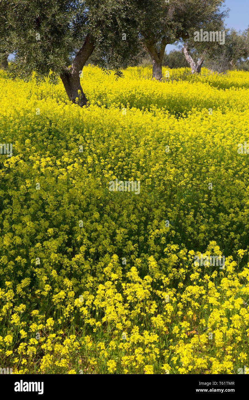 A vivid carpet of yellow flowers (related to wild rape and charlock ...