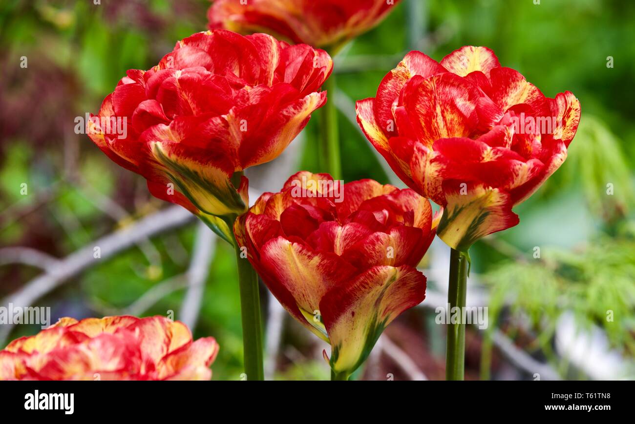 Gorgeous double tulip hi-res stock photography and images - Alamy