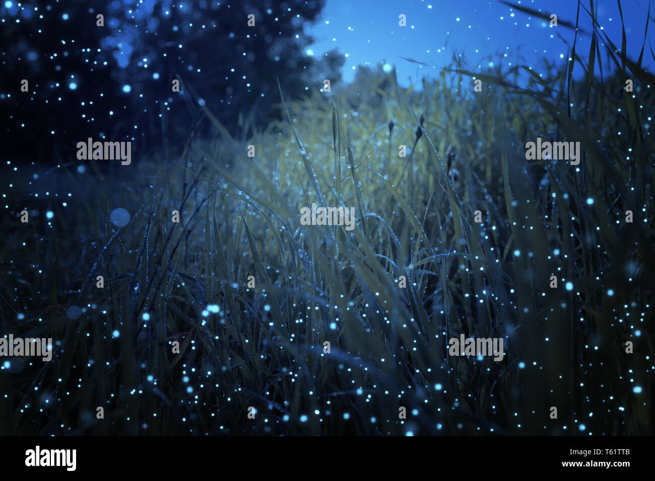 Abstract and magical photo of tall grass with Firefly flying in the ...