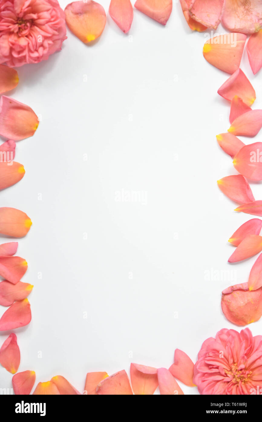 frame of rose petals on white background Stock Photo - Alamy