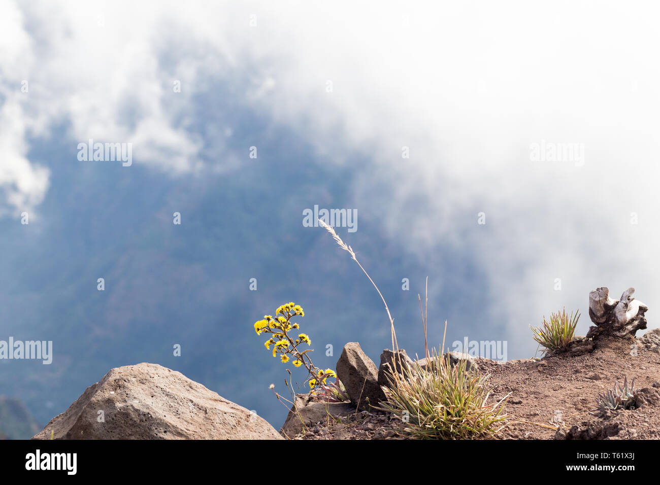Yellow flower and grass on the edge of a cliff in the mountains of ...