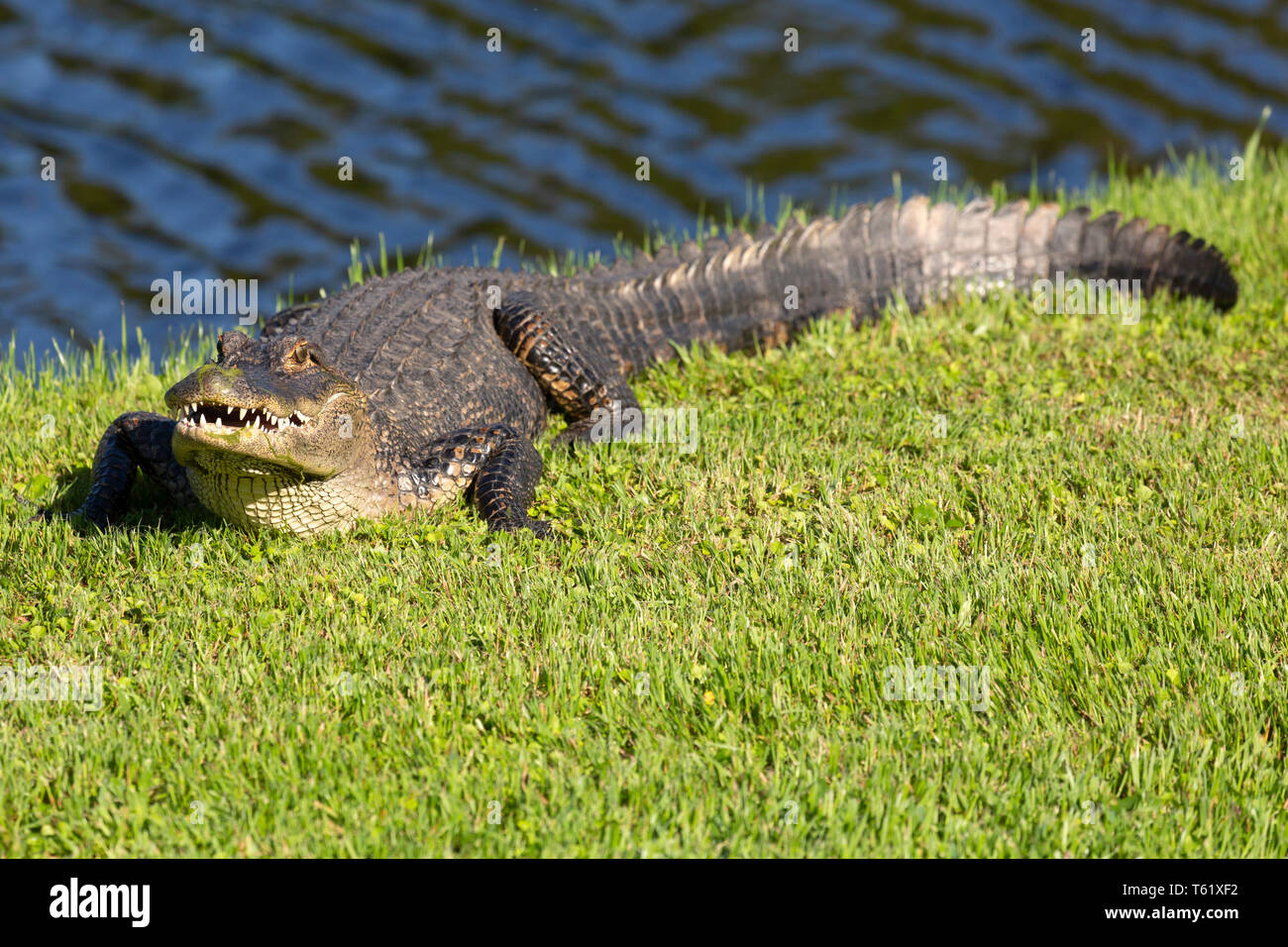 Alligator legs hi-res stock photography and images - Alamy