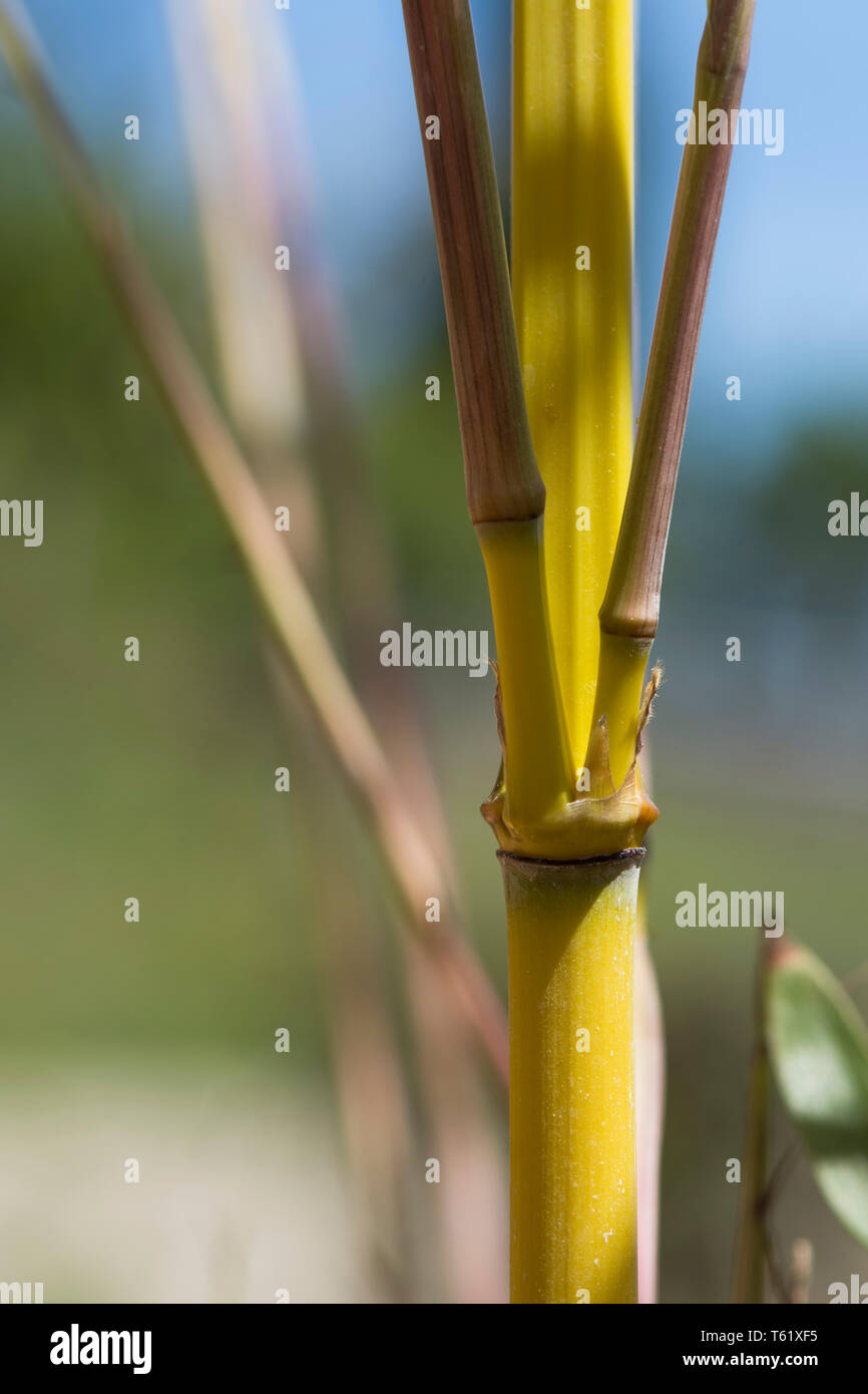 Bamboo stalk close up, plant detail, joint Stock Photo - Alamy