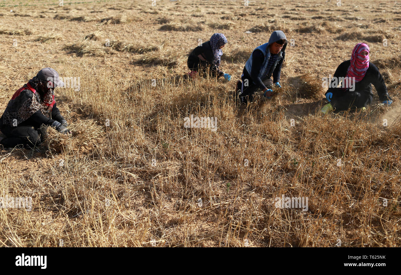 Gaza, Palestine. 28th Apr, 2019. Palestinian farmers harvest wheat on a ...