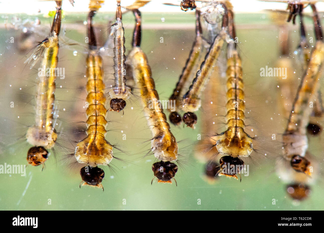 Mosquito larvae africa hi-res stock photography and images - Alamy