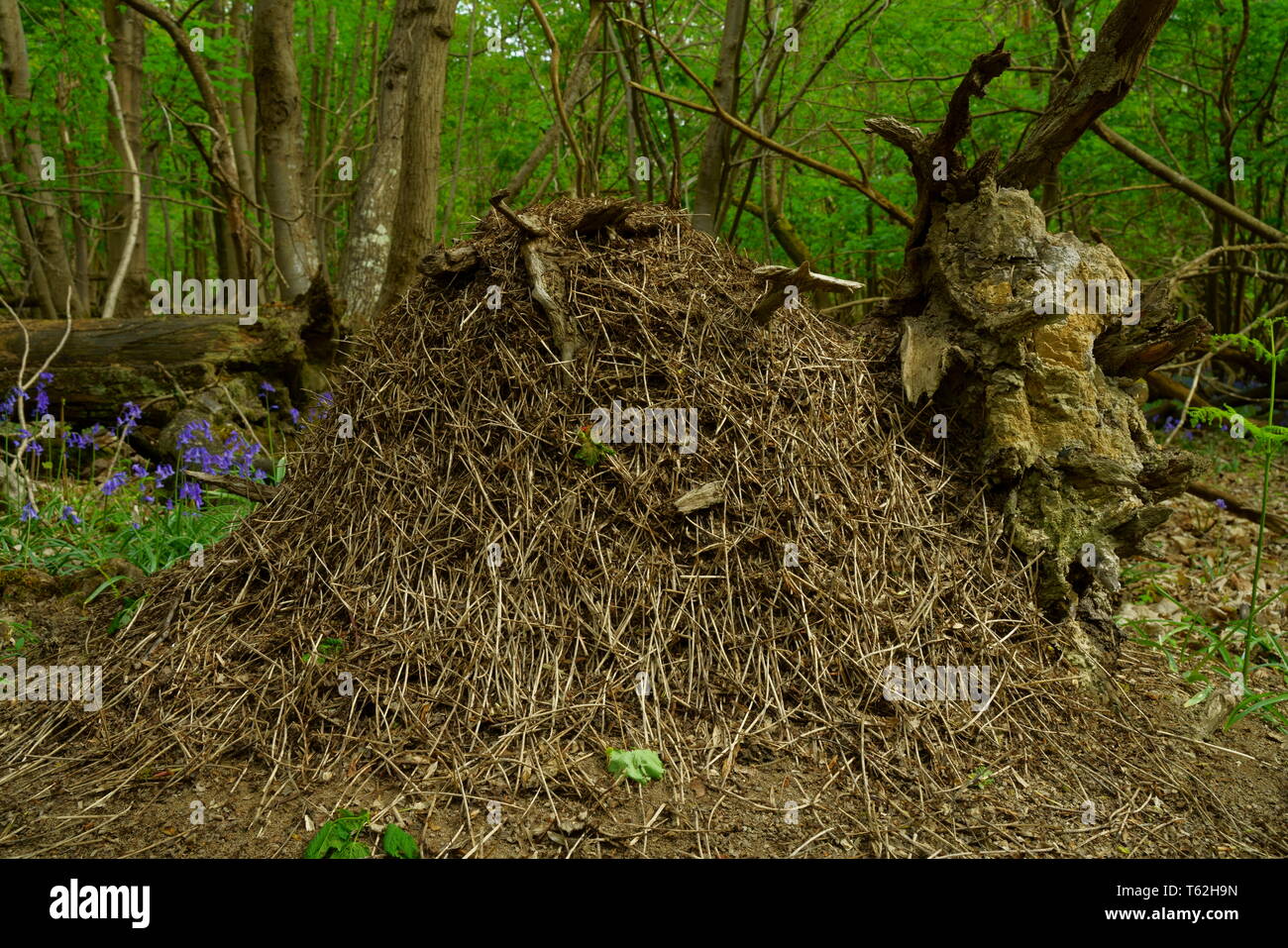 Ants nest hi-res stock photography and images - Alamy