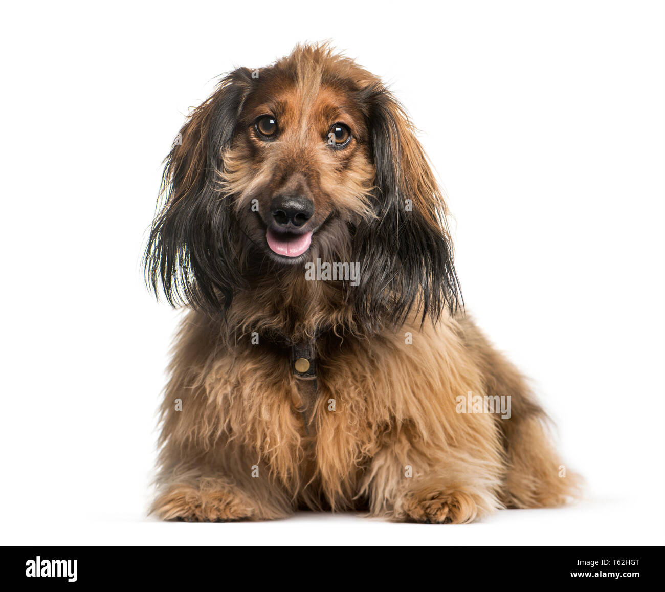 Dachshund, Sausage dog lying in front of white background Stock Photo ...