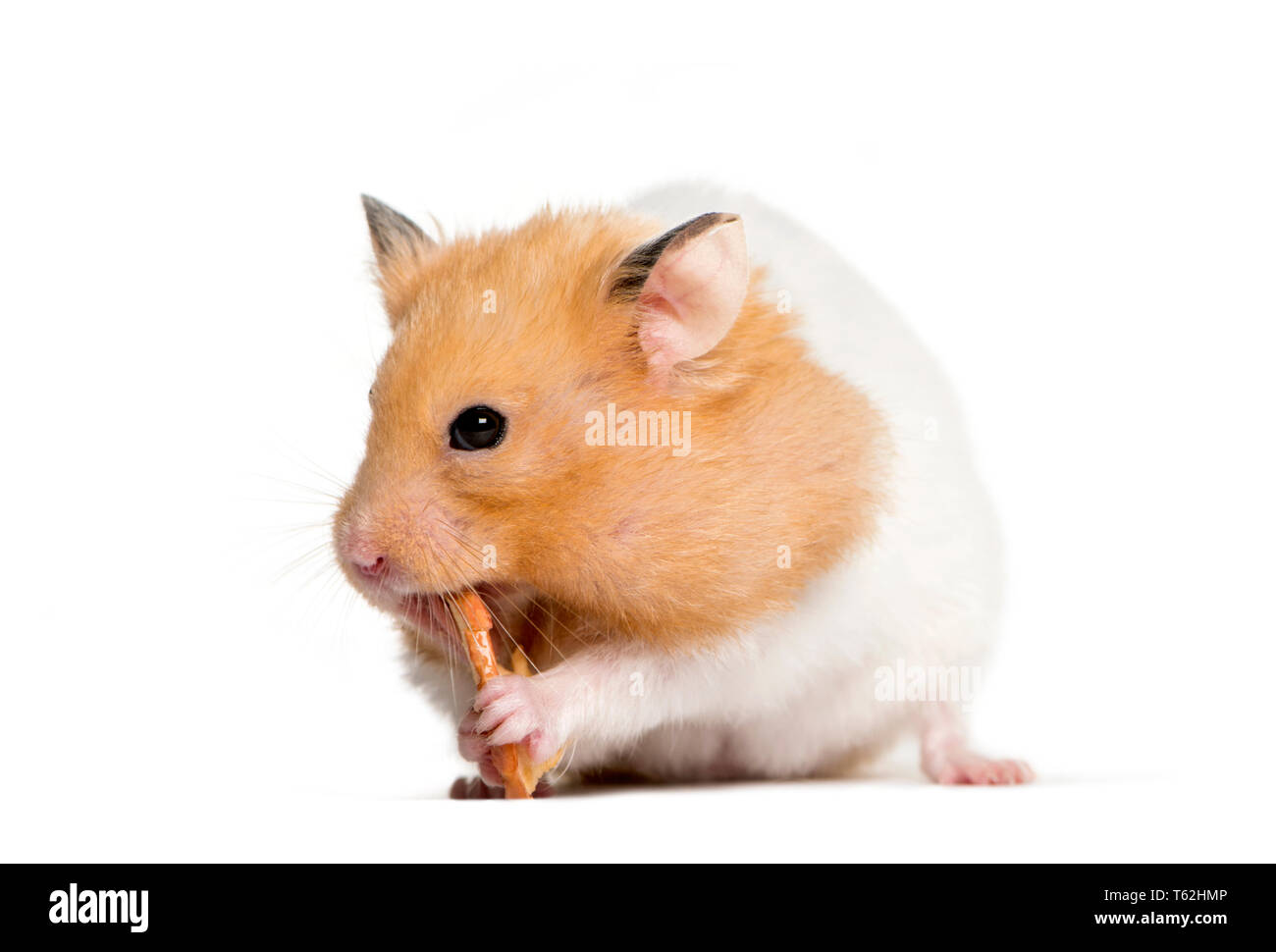Golden Hamster eating in front of white background Stock Photo - Alamy