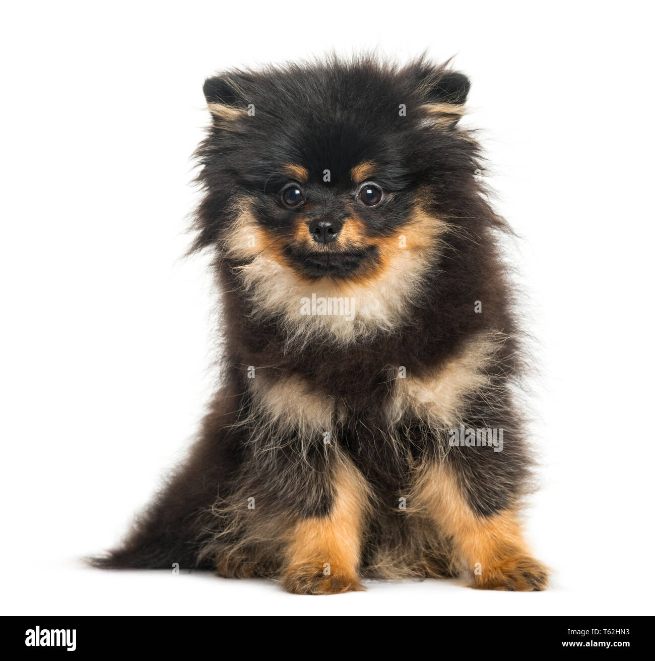 Spitz dog, 5 months old, sitting in front of white background Stock ...
