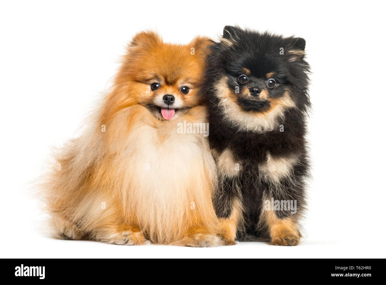 Spitz dog, 3 years old and 5 months old, sitting in front of white ...