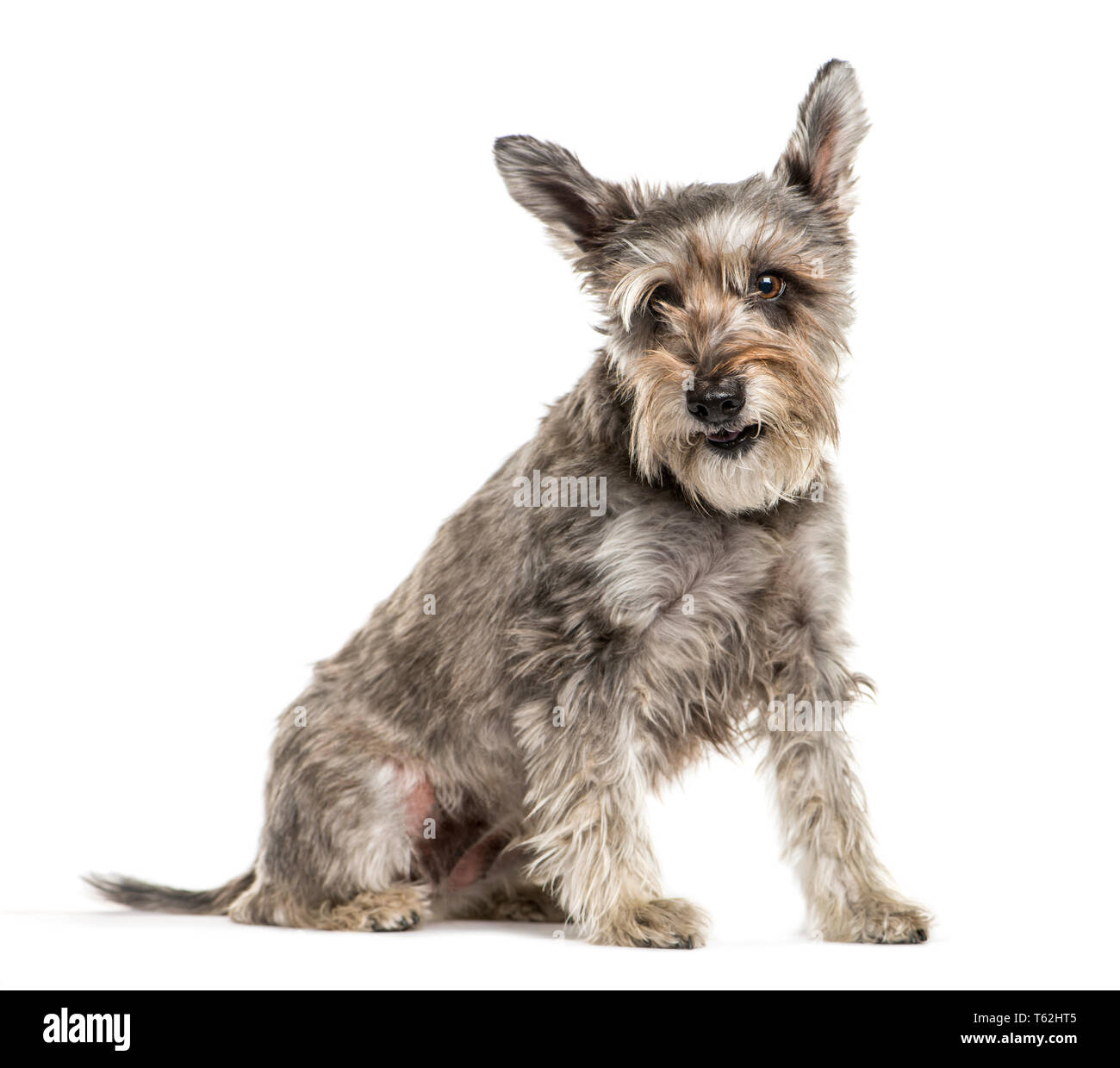Miniature Schnauzer sitting in front of white background Stock Photo ...