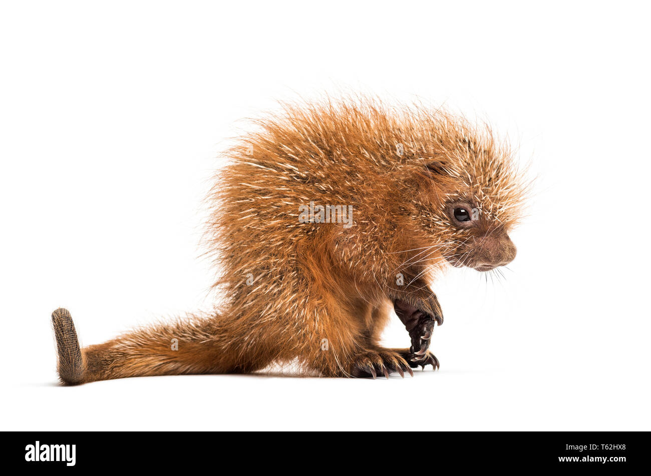 Pup prehensile-tailed porcupine, Coendou prehensilis, isolated, 15 days ...