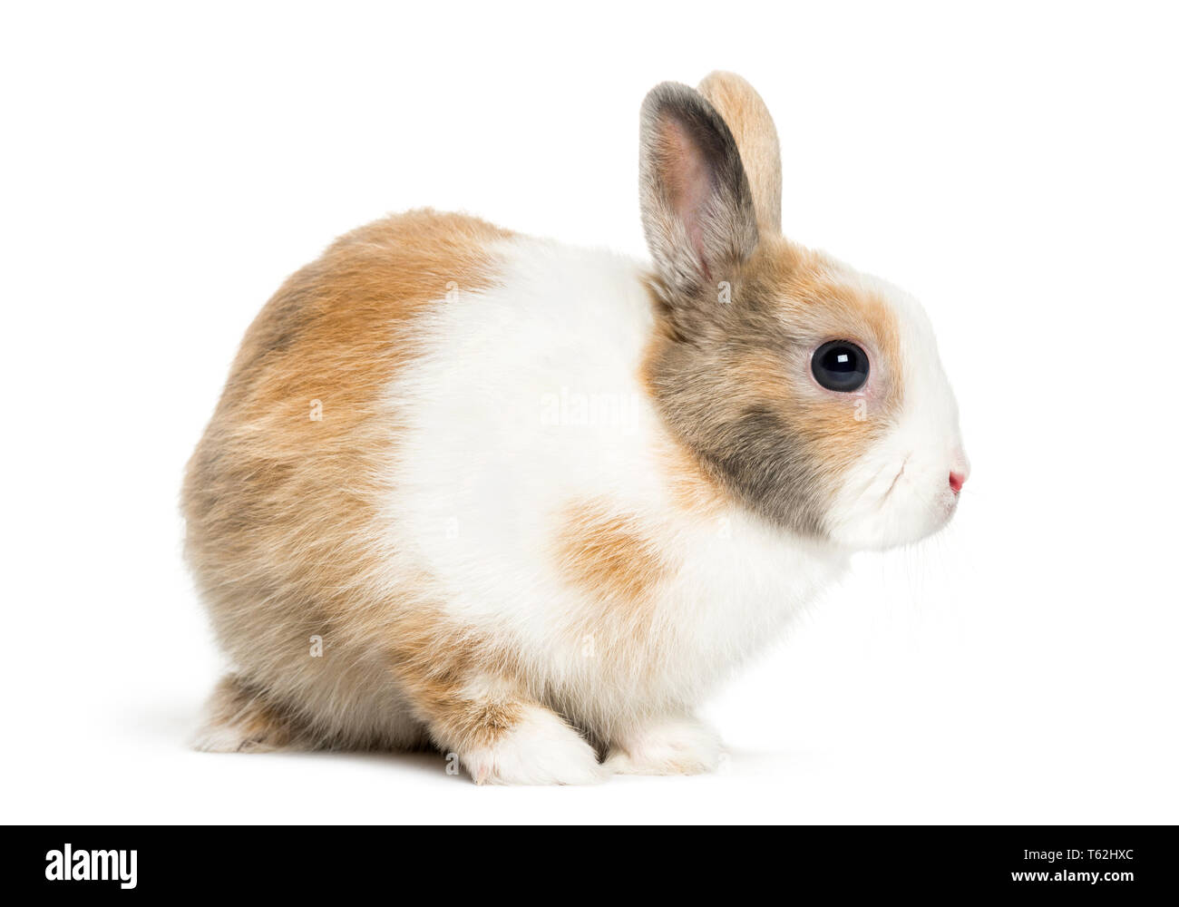 Rabbit in front of white background Stock Photo - Alamy