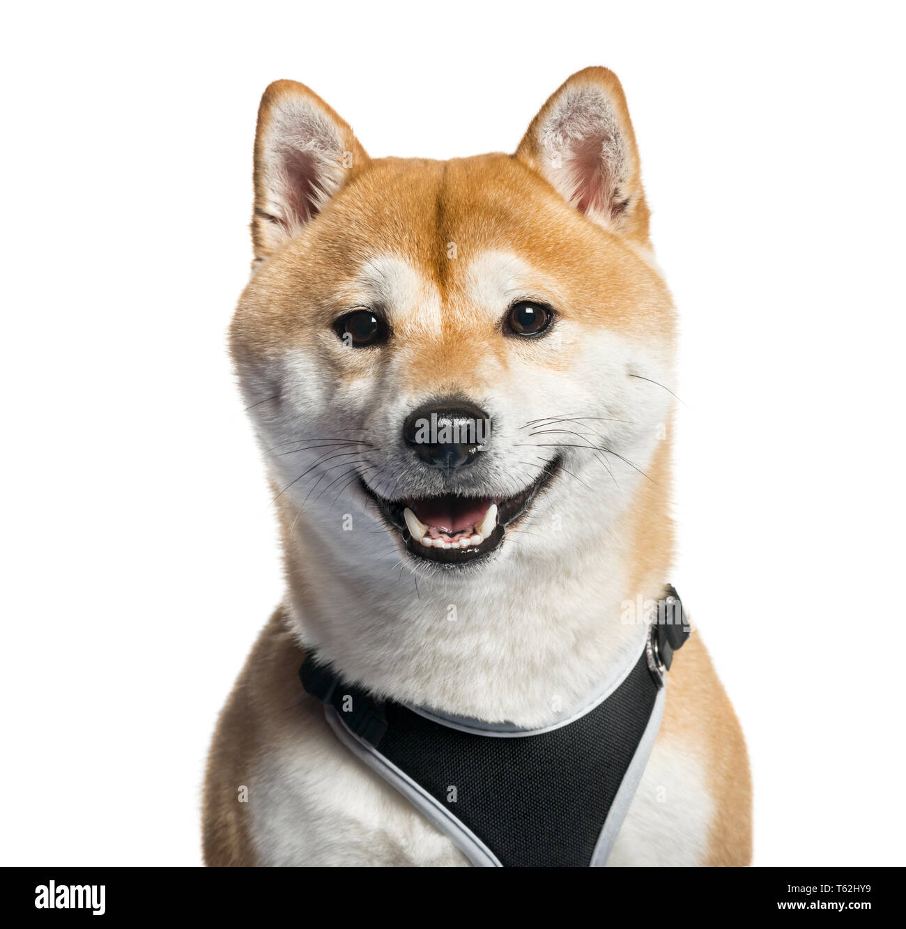 Shiba inu dog harness hi-res stock photography and images - Alamy