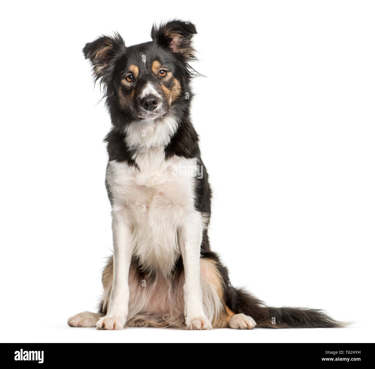 Border Collie sitting in front of white background Stock Photo - Alamy