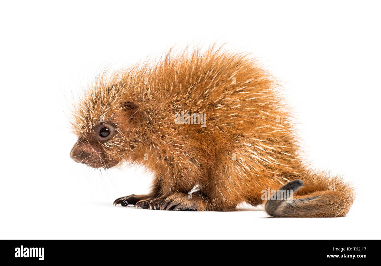 Tail is prehensile Cut Out Stock Images & Pictures - Alamy