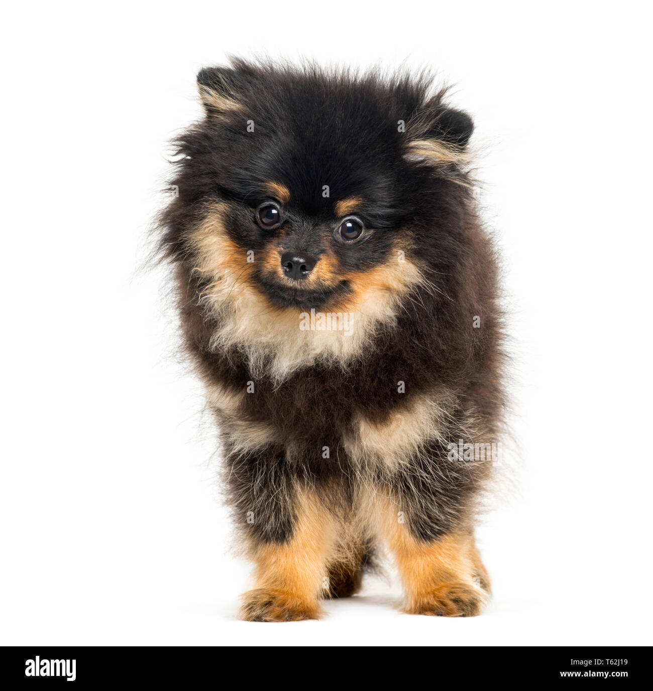 Spitz dog, 5 months old, in front of white background Stock Photo - Alamy