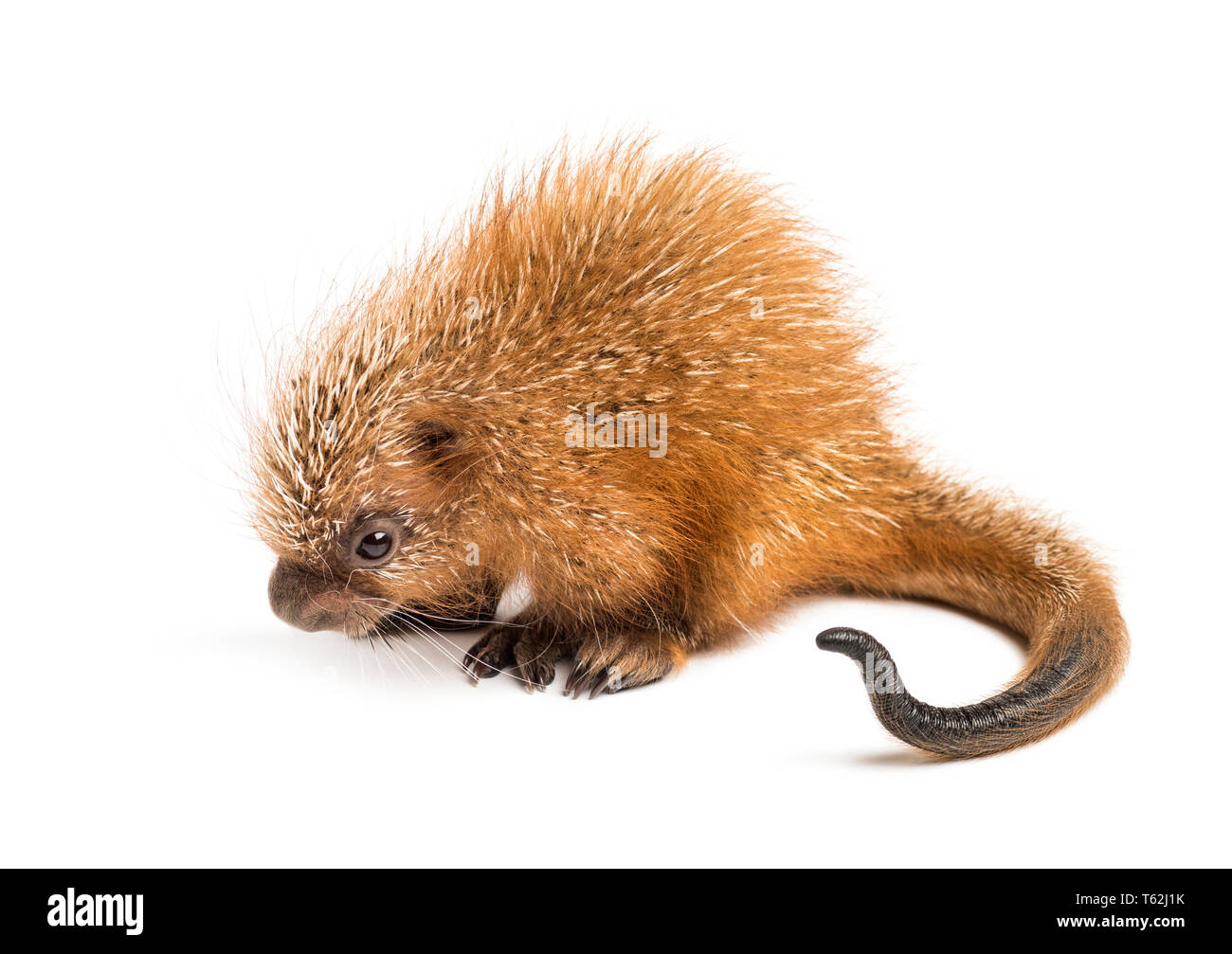 Pup prehensile-tailed porcupine, Coendou prehensilis, isolated, 15 days ...