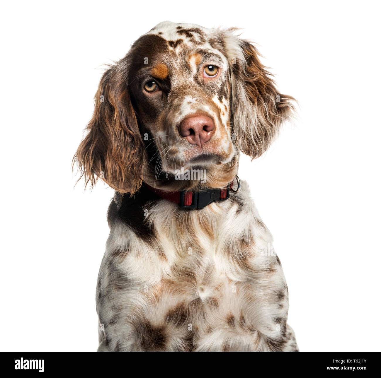 English setter hi-res stock photography and images - Alamy