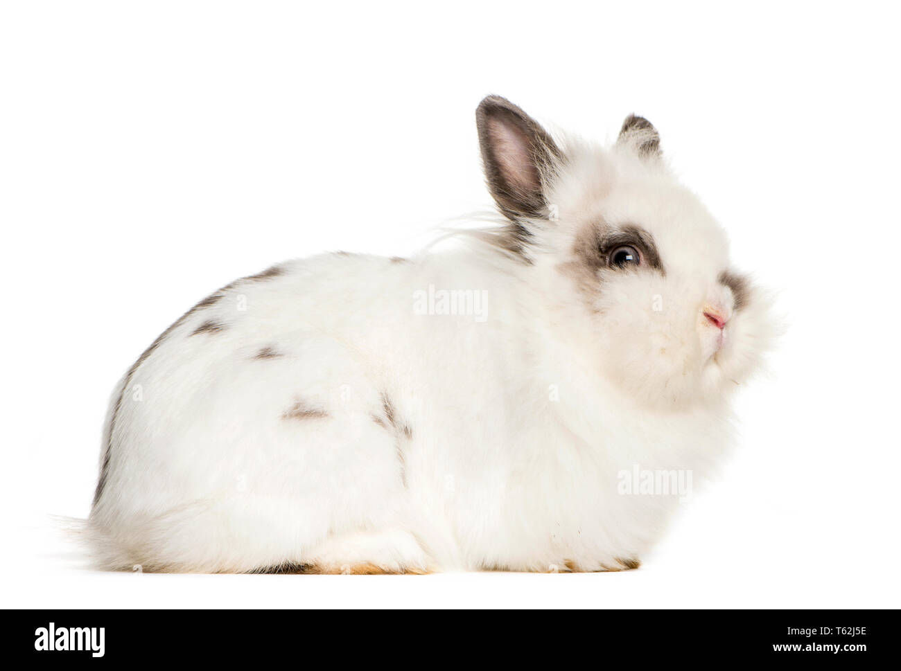Rabbit in front of white background Stock Photo - Alamy