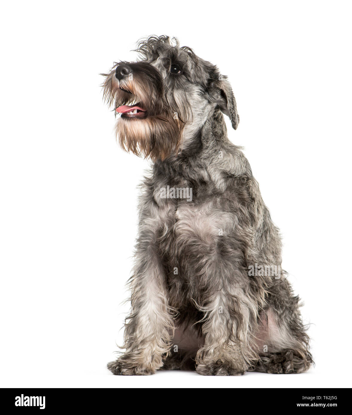 Miniature Schnauzer sitting in front of white background Stock Photo ...