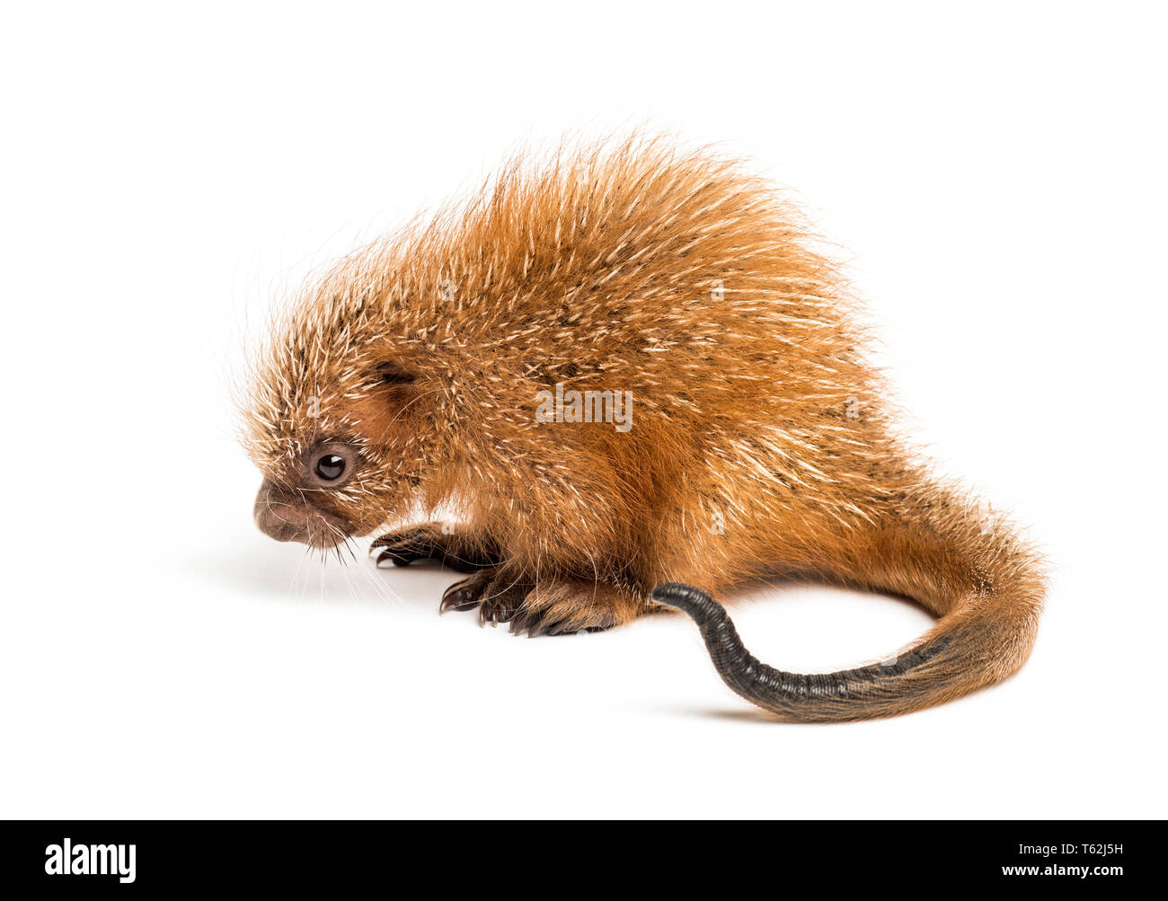 Pup prehensile-tailed porcupine, Coendou prehensilis, isolated, 15 days ...