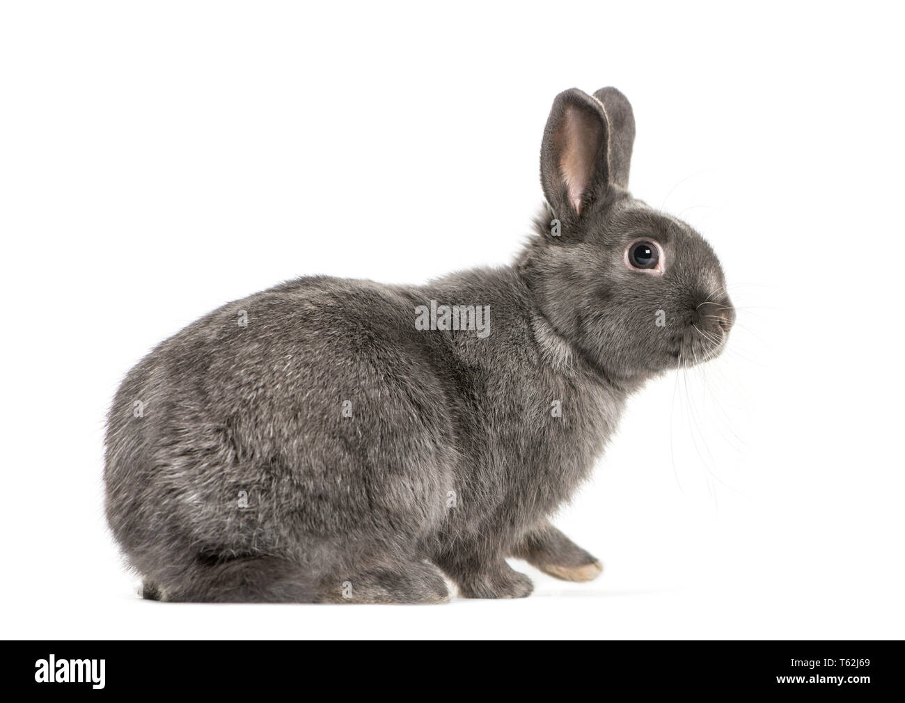 Pygmy rabbit in front of white background Stock Photo - Alamy
