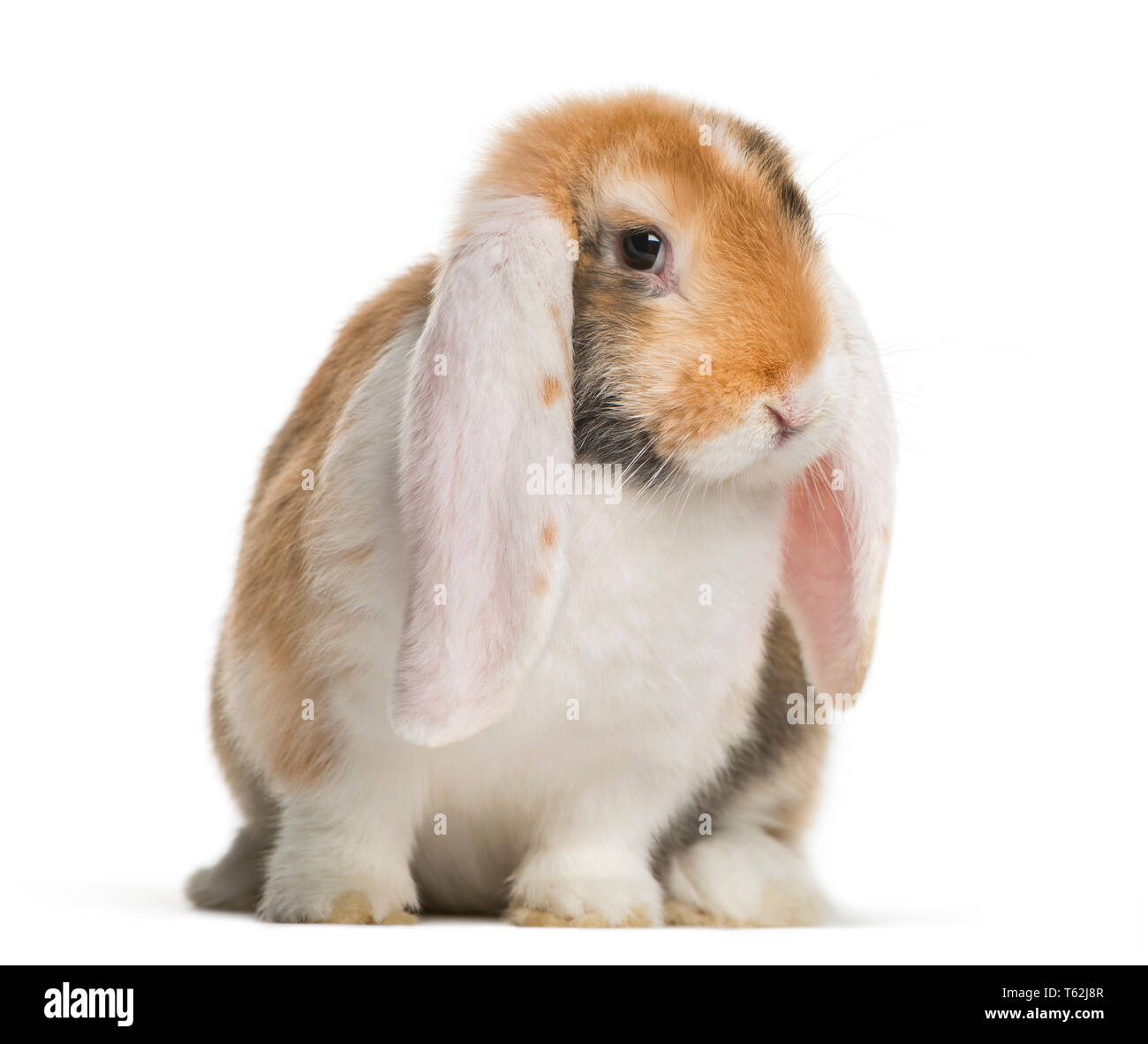 French Lop rabbit in front of white background Stock Photo - Alamy