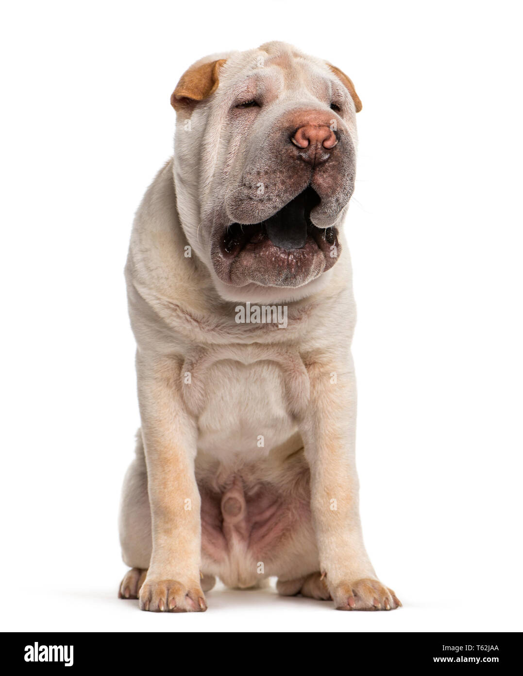 Shar Pei sitting in front of white background Stock Photo - Alamy