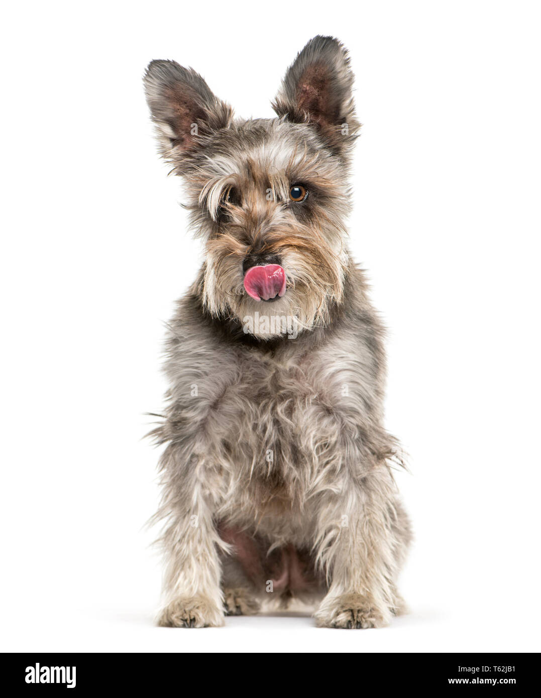Schnauzer sitting in front of white background Stock Photo - Alamy