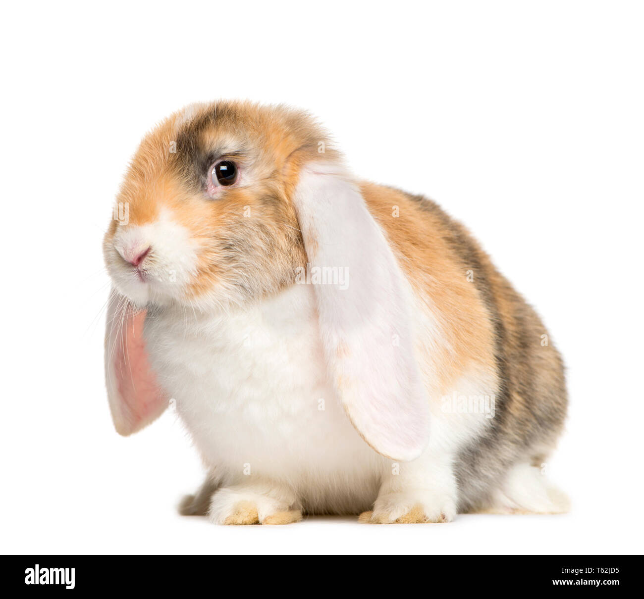 French Lop rabbit in front of white background Stock Photo - Alamy