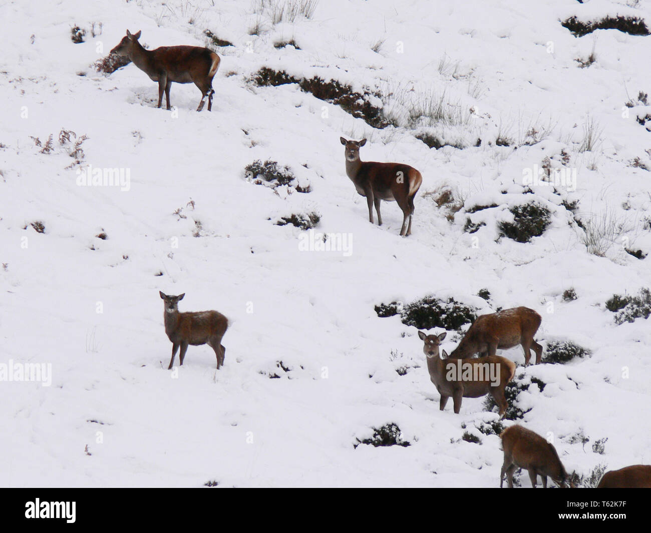Sika stag winter coat hi-res stock photography and images - Alamy