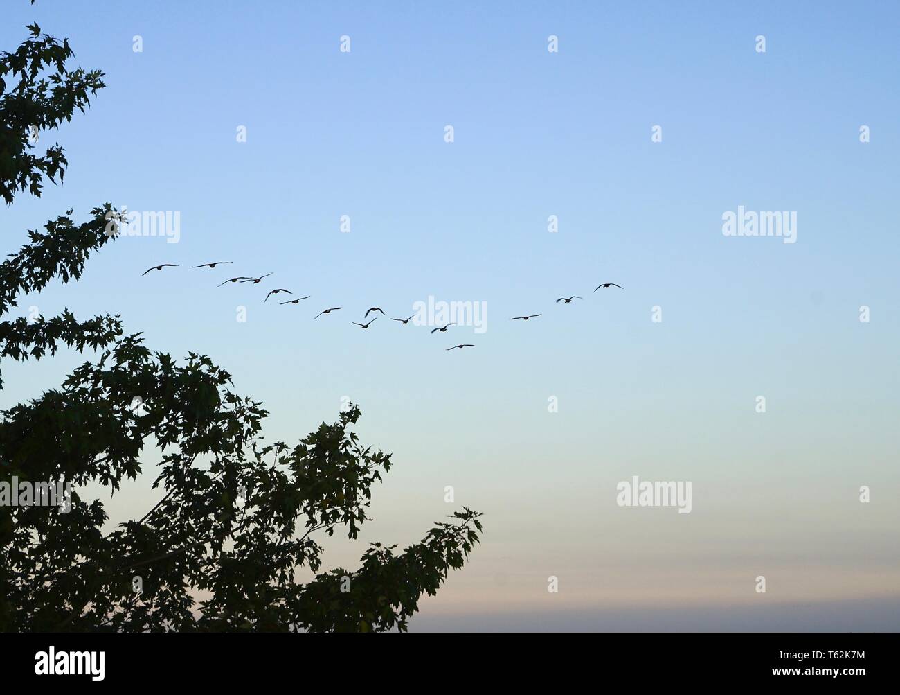 Flight of canadian geese hi-res stock photography and images - Alamy