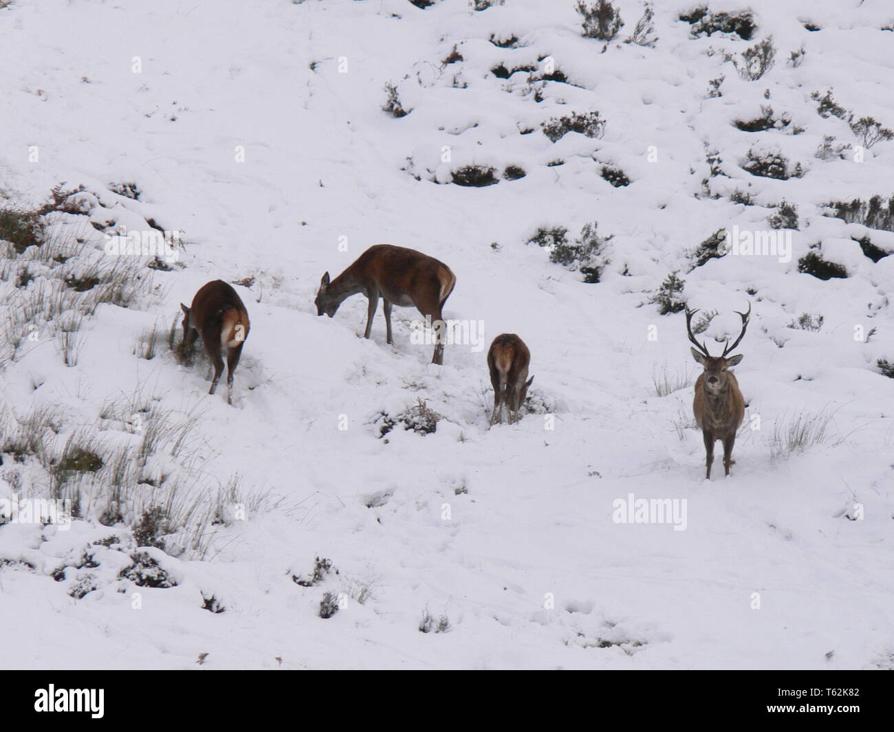 Red deer hind scotland cold hi-res stock photography and images - Alamy