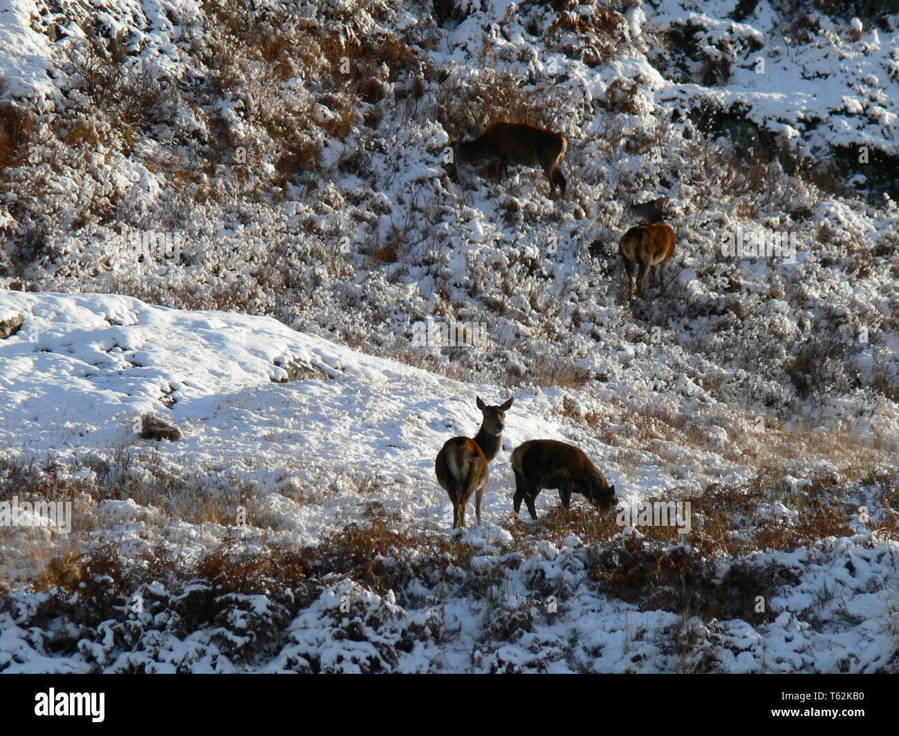 Wild red deer foraging in the snow in the Scottish Highlands Stock ...