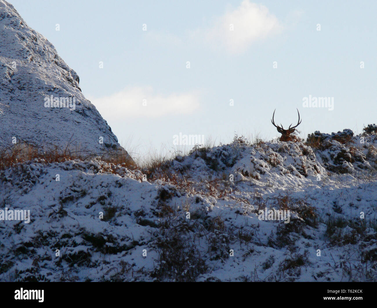 Sika stag winter coat hi-res stock photography and images - Alamy